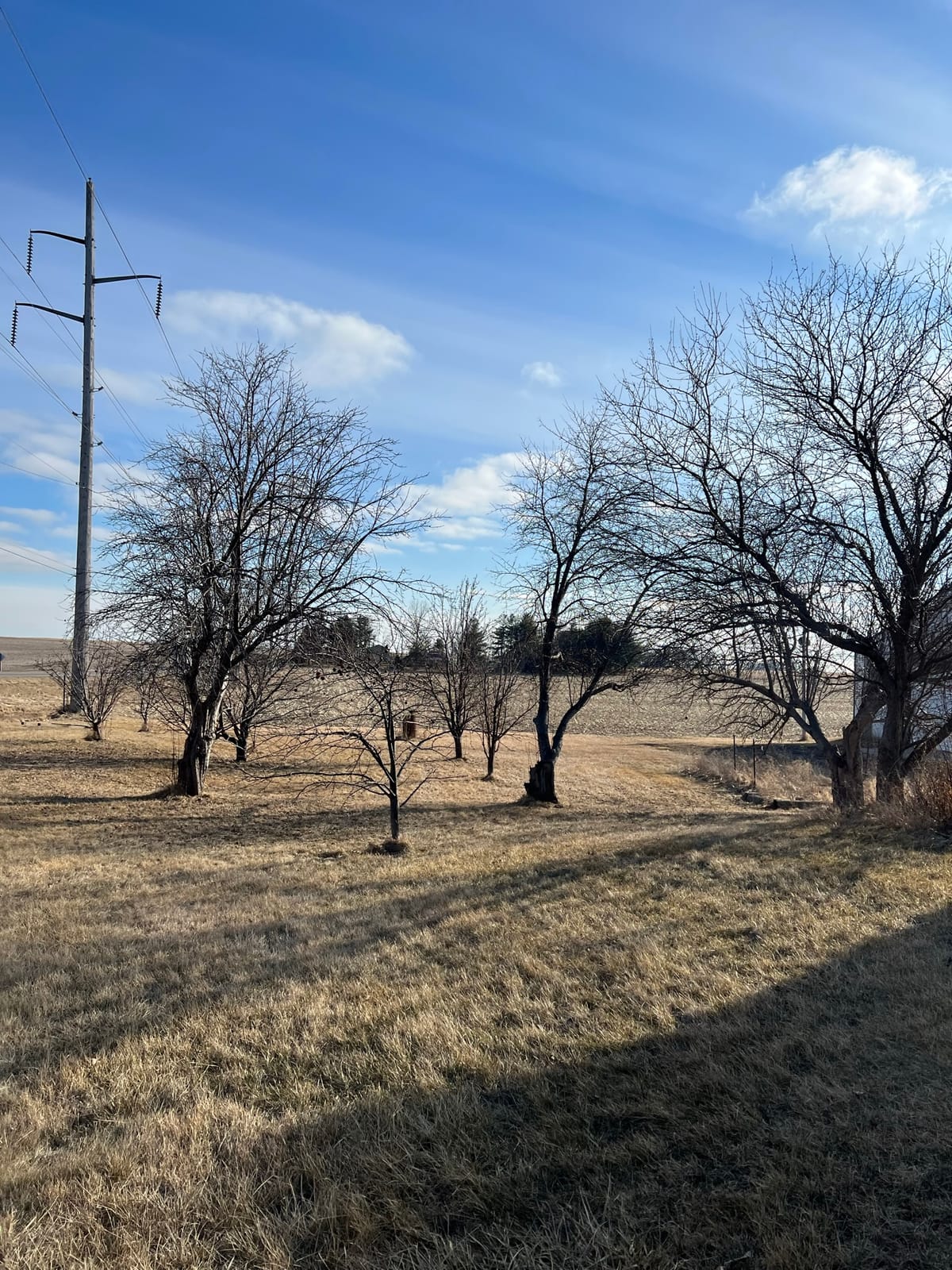 Trimming Trees | Mischievous Monsters