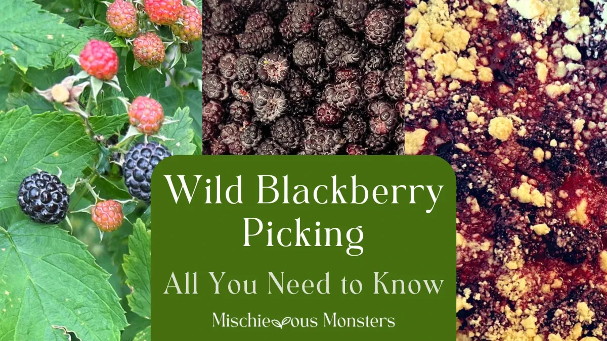 Wild Blackberry Picking: All You Need to Know